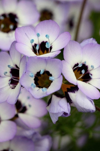 Bird’s Eye Gilia Seeds | Seedcult