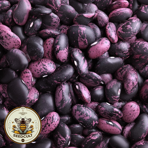 Scarlet Emperor Runner Bean Seeds, Phaseolus Coccineus, PV1215 | Seedcult