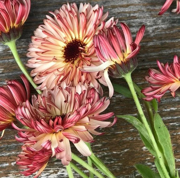 Strawberry Blonde Calendula Seeds | Seedcult