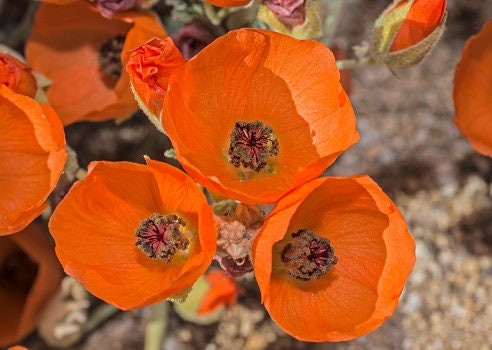 Desert Globemallow Seeds, US Native Wildflowers, Sphaeralcea Ambigua ...
