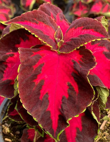 Chocolate Covered Cherry Coleus Pelleted Seeds, Indoor Shade Plant ...