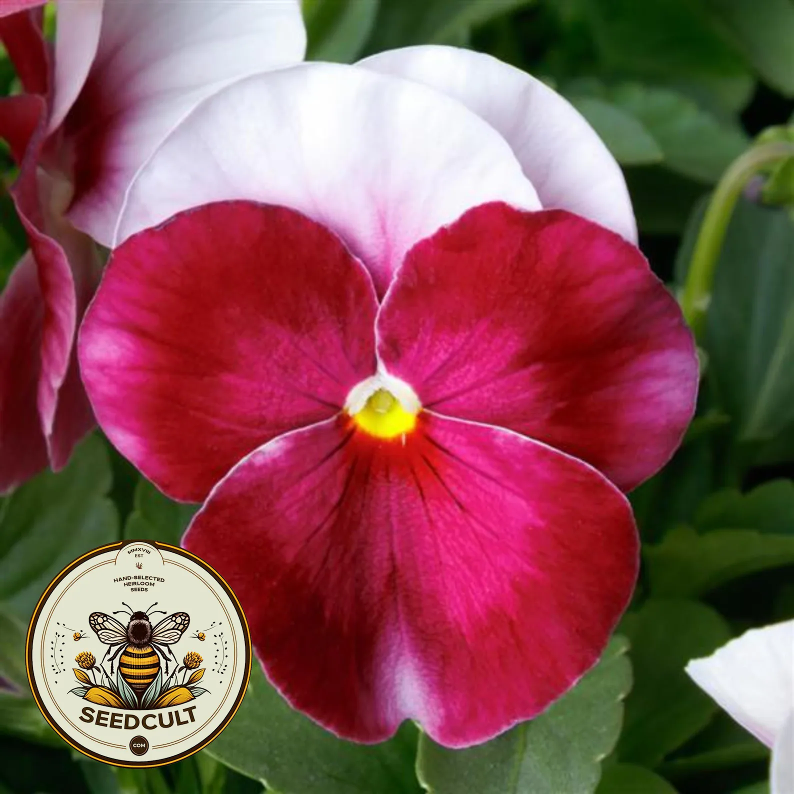 Beacon Rose Pansy Seeds | Seedcult
