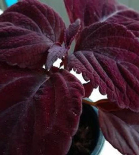coleus chocolate