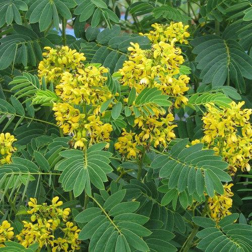 Wild Senna Seeds, US Native, Senna Hebecarpa, SE2015 | Seedcult