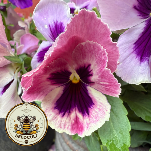 Delta Pink Shades Pansy Seeds, Viola x wittrockiana VL3620 | Seedcult