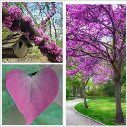 Western Redbud, California Red Bud Tree Seeds, Bonsai, Cercis ...