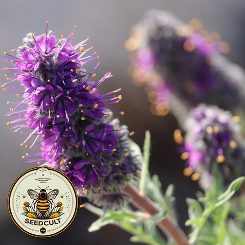 Purple Fringe Seeds, Blue Alpine Phacelia, Phacelia Sericea, PC0350 ...