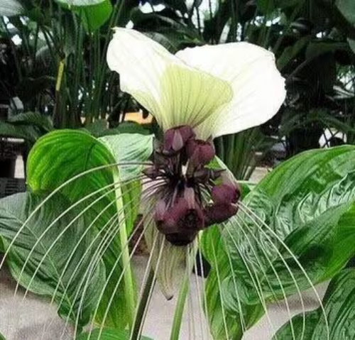 White Bat Flower, Tacca Chantrieri Nivea | Seedcult