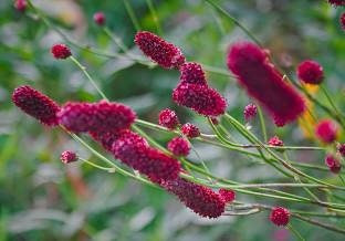 Great Burnet Seeds, Sanguisorba Officinalis | Seedcult