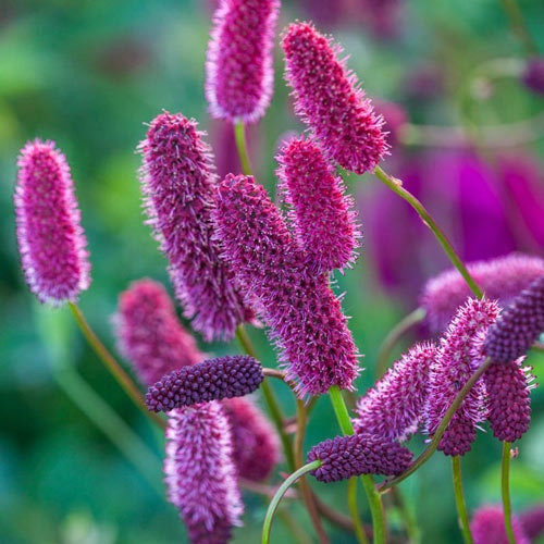 Menzie's Burnet Seeds, Sanguisorba Menziesii | Seedcult