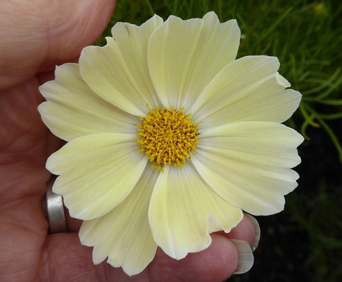 Lemonade Cosmos Seeds, Cosmos Bippinatus | Seedcult