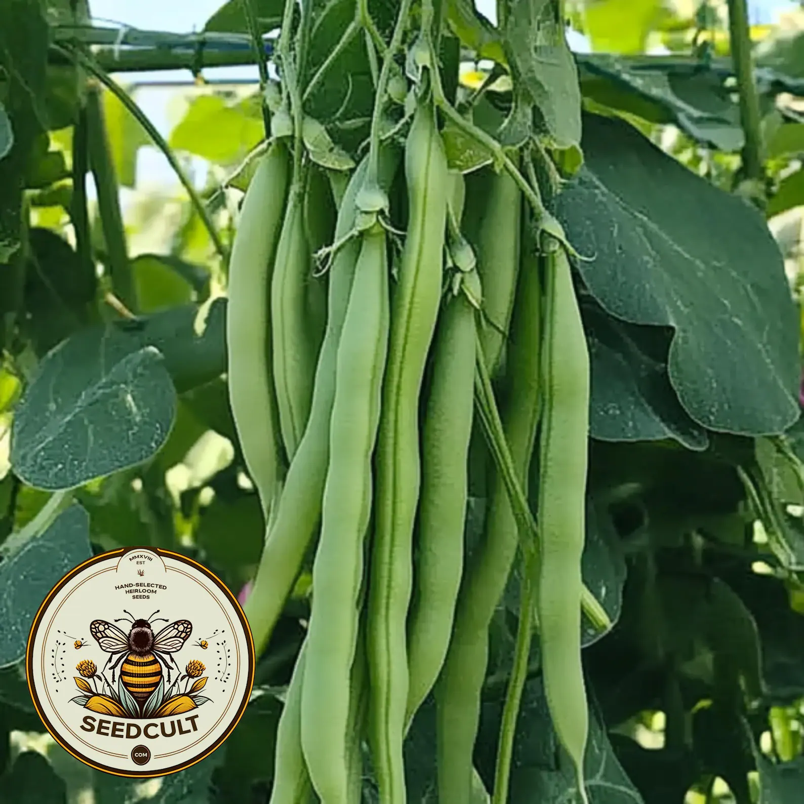 1500 Year Old Cave Bean Seeds | Seedcult