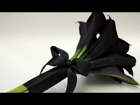 Midnight Black Calla Lily Bulbs (2), Zantedeschia 'Montevideo' | Seedcult