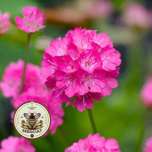Sea Pink Armeria, Sea Thrift, Armeria Maritima Splendens, AR2025 | Seedcult