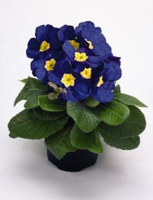 Piano Blue Primrose Seeds, Primula Polyantha | Seedcult