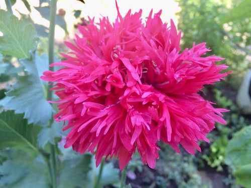 Fluffy Ruffles Hot Pink Poppy Seeds, Papaver Somniferum | Seedcult