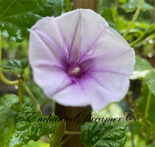 Rare Lavender Moon Vine Seeds, Night Blooming Morning Glory, Ipomoea ...