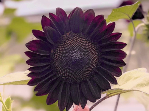 Black Beauty Sunflower, 15 Seeds, Helianthus Annuum | Seedcult