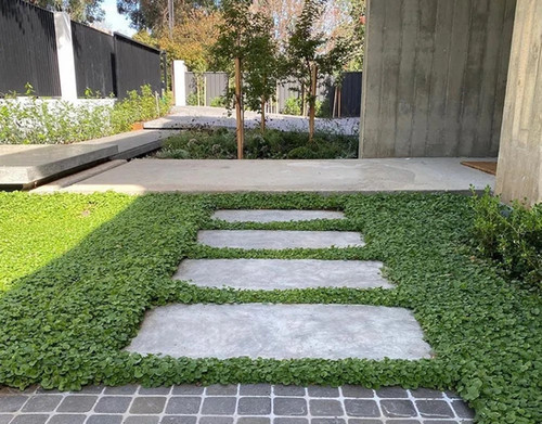 Dichondra Repens Ground Cover Seeds | Seedcult