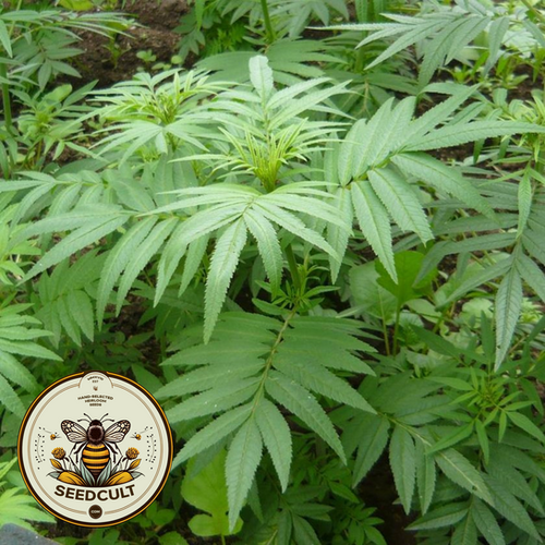 Black Peruvian Mint Seeds, Huacatay, Tagetes Minuta, TG4850 | Seedcult