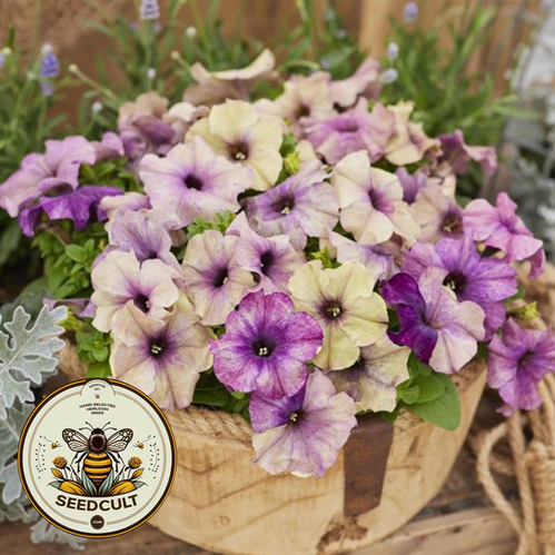 Blueberry Shake Petunia Seeds, Pelleted for easier sowing and ...