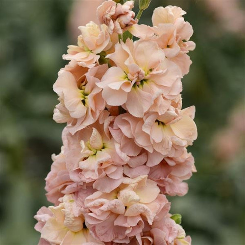 Apricot Column Stock Seeds, Highly fragrant Column Stock, Matthiola ...