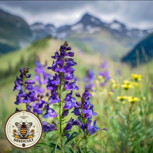 Rocky Mountain Penstemon Seeds, Penstemon Strictus, US Native ...