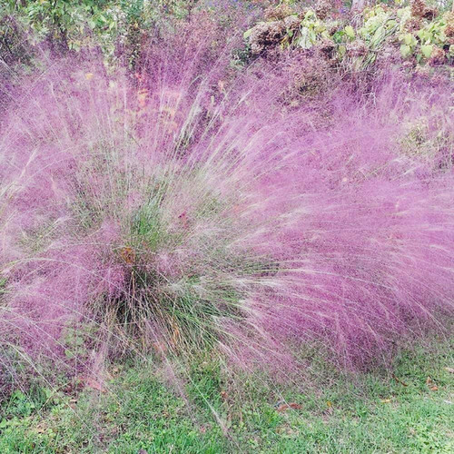 Purple Love Grass Seeds, Eragrostis Spectabilis | Seedcult
