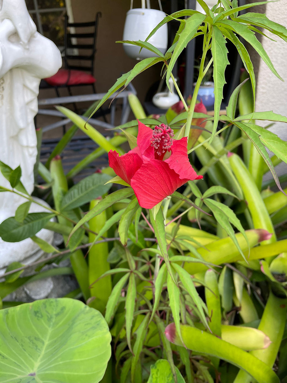 Scarlet Hibiscus Seeds, Scarlet Swamp Mallow, Rosemallow, Hibiscus ...