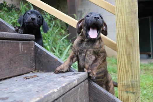 Cross Your Paws Rescue|Irwin|Dogs|Rescue