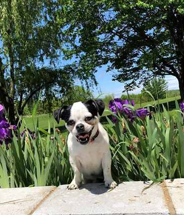 Cross Your Paws Rescue|Irwin|Dogs|Rescue