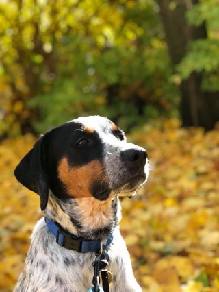 Cross Your Paws Rescue|Irwin|Dogs|Rescue