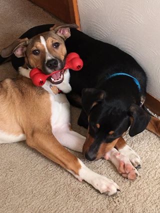 Cross Your Paws Rescue|Irwin|Dogs|Rescue