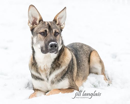 Cross Your Paws Rescue|Irwin|Dogs|Rescue