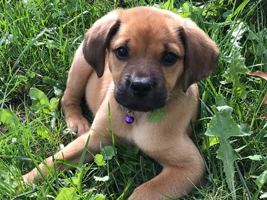 Cross Your Paws Rescue|Irwin|Dogs|Rescue