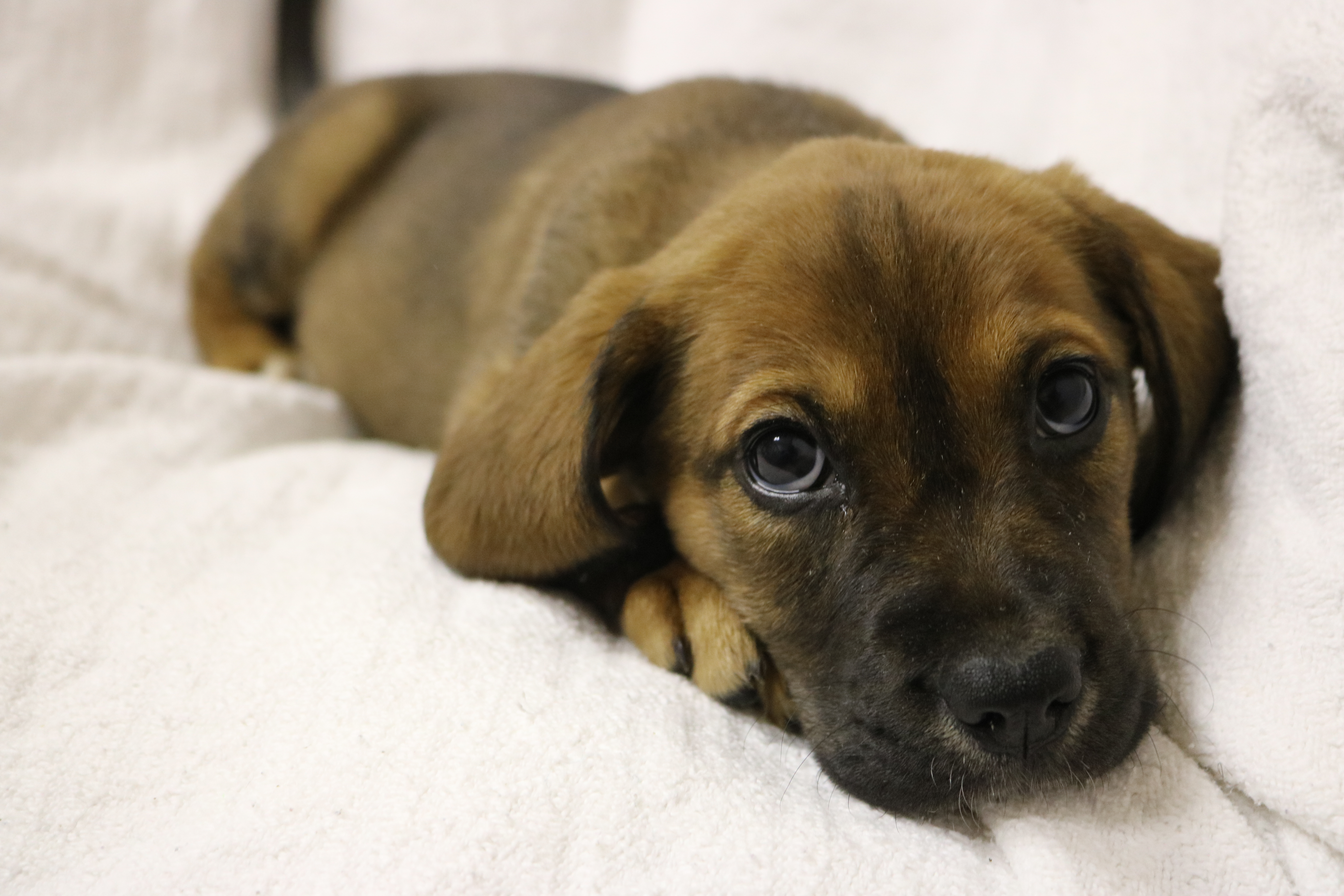 Cross Your Paws Rescue|Irwin|Dogs|Rescue| foster|adopt|volunteer