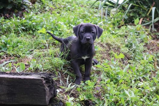 Cross Your Paws Rescue|Irwin|Dogs|Rescue