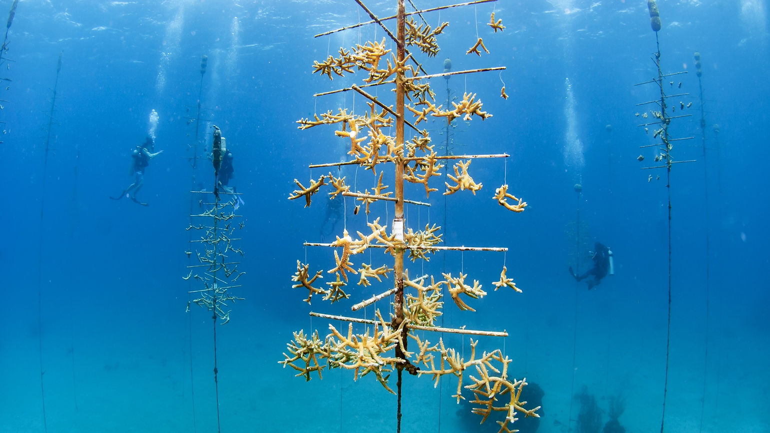 Coral Reef | Roatan Marine Park | Sandy Bay