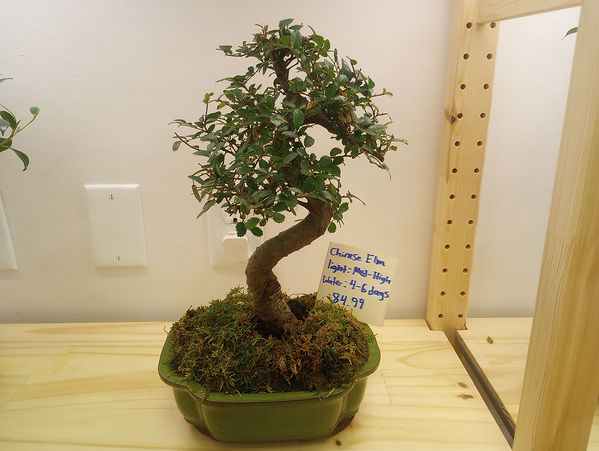 Bonsai Tree For Me