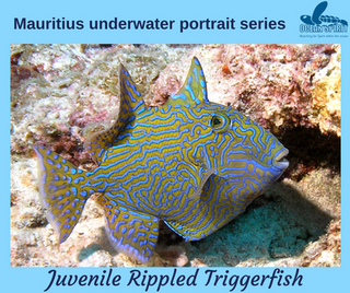 Underwater species | Mauritius