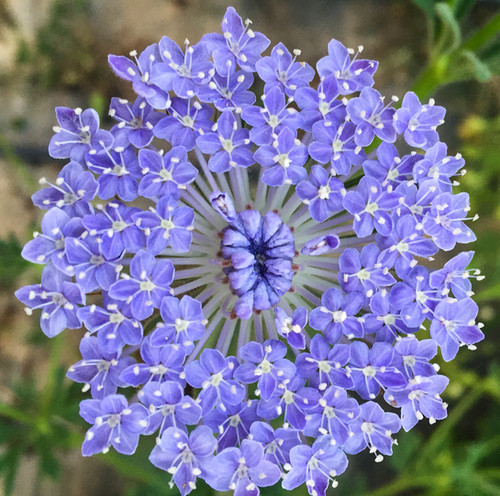 Didiscus Caeruleus « Lace Blue » | Fredburdinproducteur