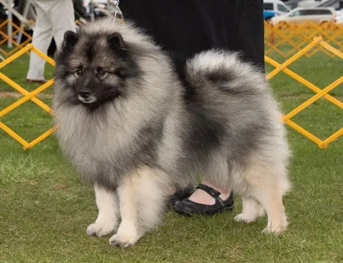 AM. GCH. / INT. CH. Darkenwald Revel In The Chase BCAT. CGC | KCA