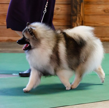 Home | Keeshond Club of America