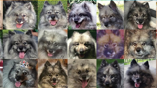 Keeshond Rescue Ontario