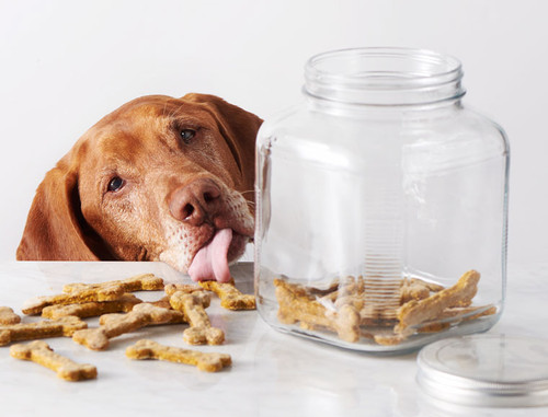 Dog Impulse Control Online Class | pliantpack