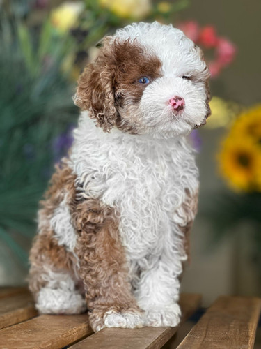 Cockapoo Merle Tuxedo macho #CPJ-02-VENDIDO | Los Osos PR