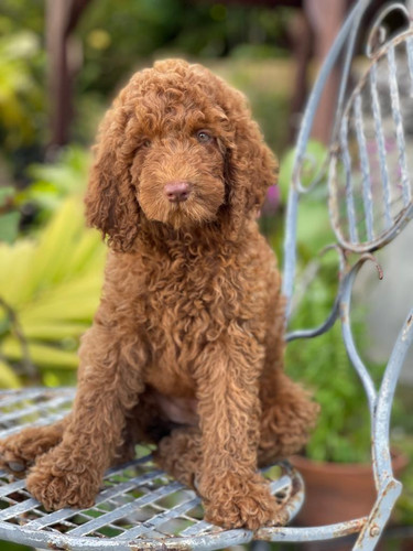 STANDARD POODLE Roja Red Nose- Hembra STA#01 - Vendida | Los Osos PR