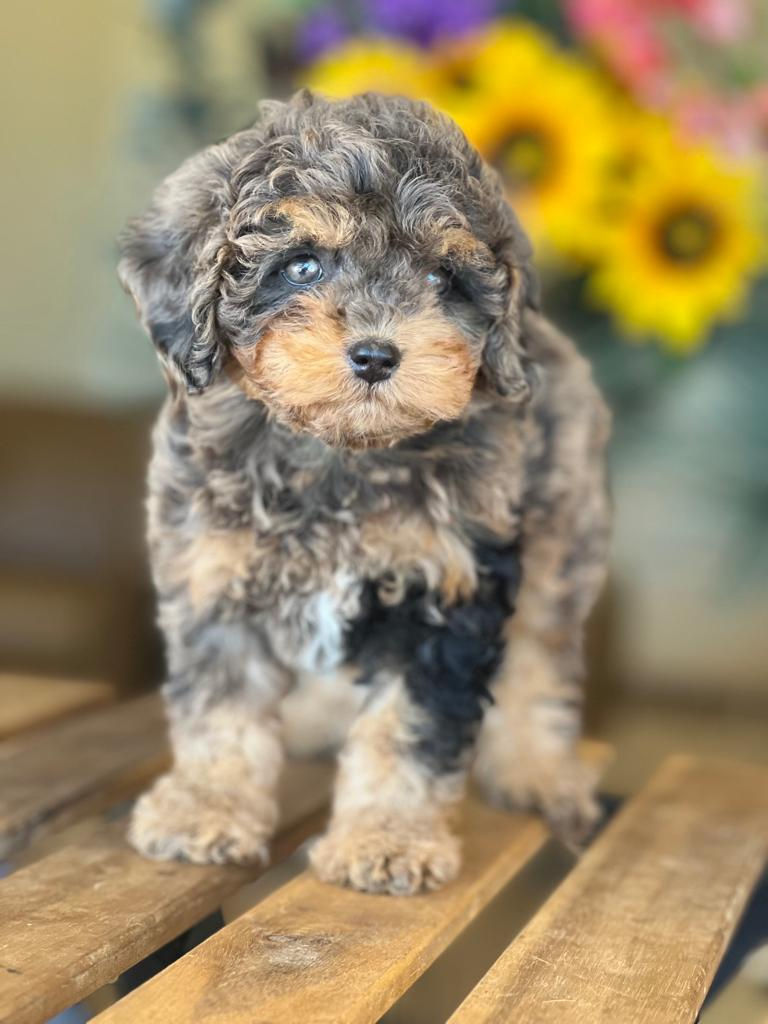 Toy mini POODLE Merle hembrita TPM-002-VENDIDA | Los Osos PR