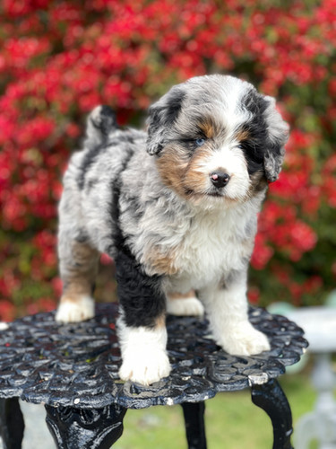 MINI BERNEDOODLE Phantom Merle -VENDIDA HEMBRITA | Los Osos PR