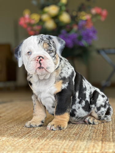 English Bull Dog merle Machito -VENDIDO | Los Osos PR